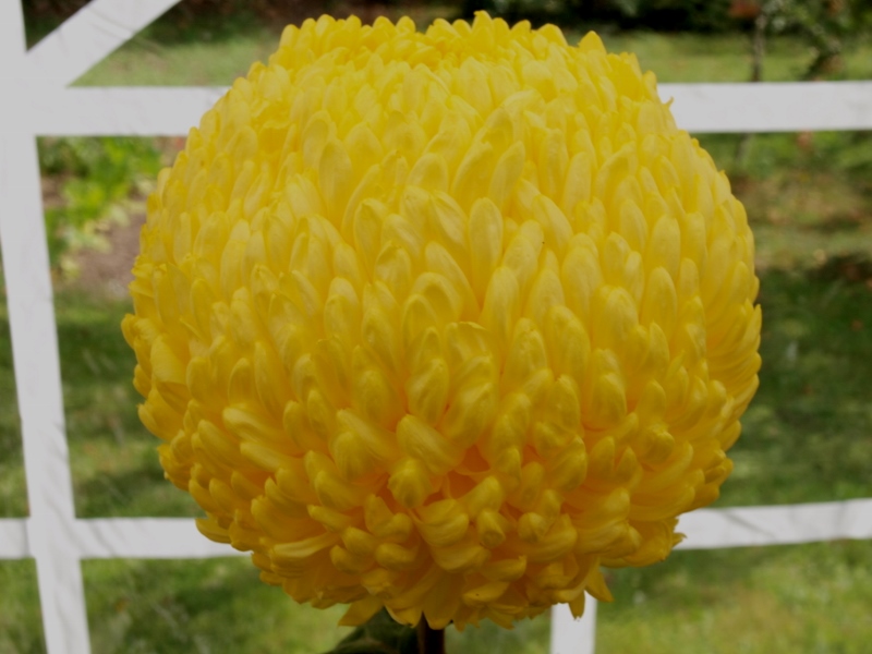 Acol Horticultural Society